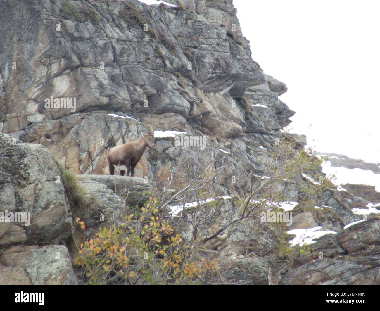 Alpine Ibex (Capra ibex) Mammalia Stock Photo - Alamy