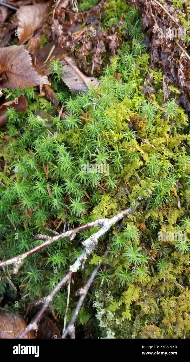 Common Haircap Moss (Polytrichum commune) Plantae Stock Photo - Alamy
