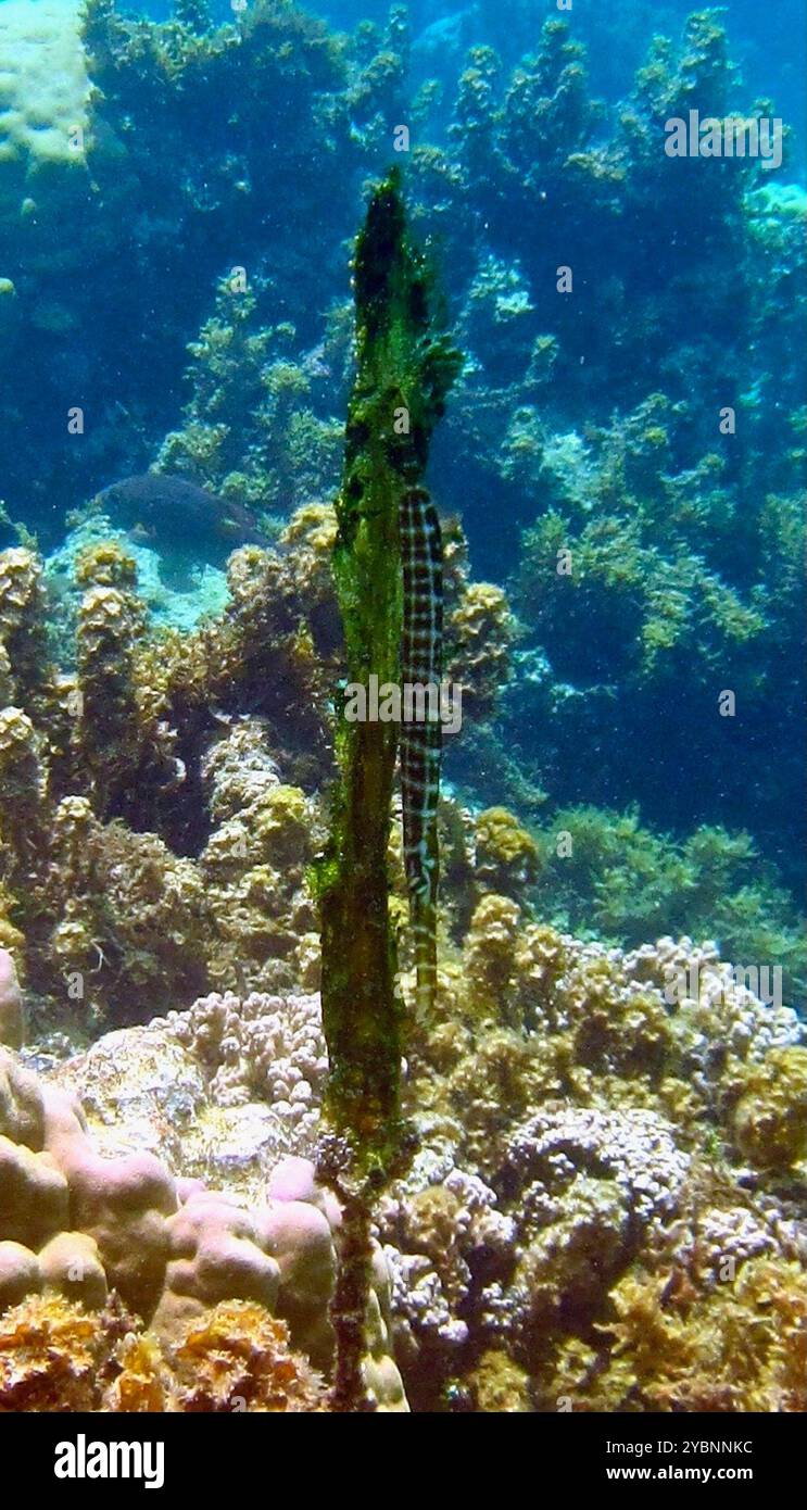 Pacific Trumpetfish (Aulostomus chinensis) Actinopterygii Stock Photo ...