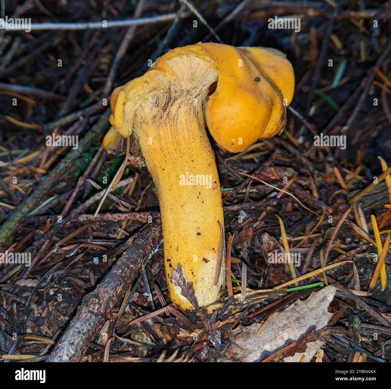 Pacific Golden Chanterelle (Cantharellus formosus) Fungi Stock Photo ...