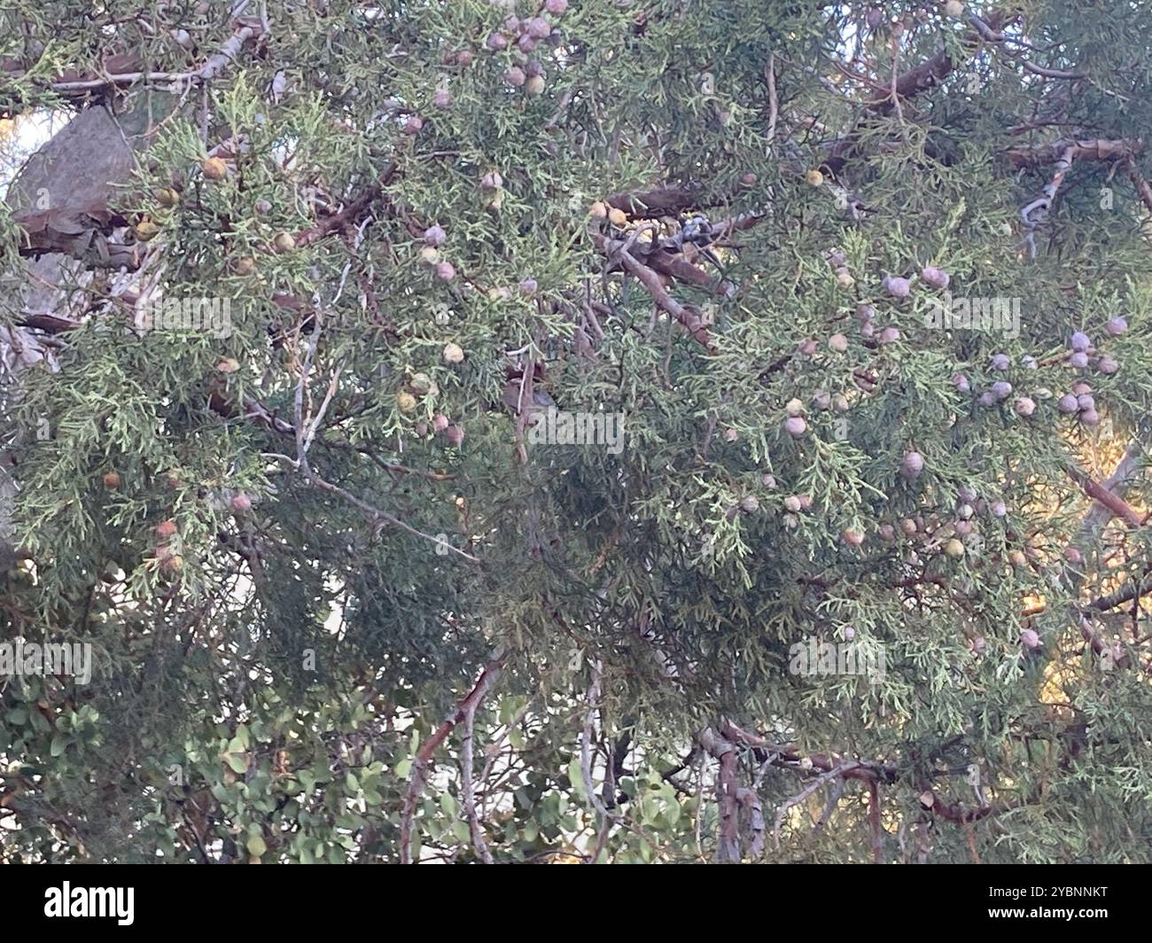 alligator juniper (Juniperus deppeana) Plantae Stock Photo - Alamy