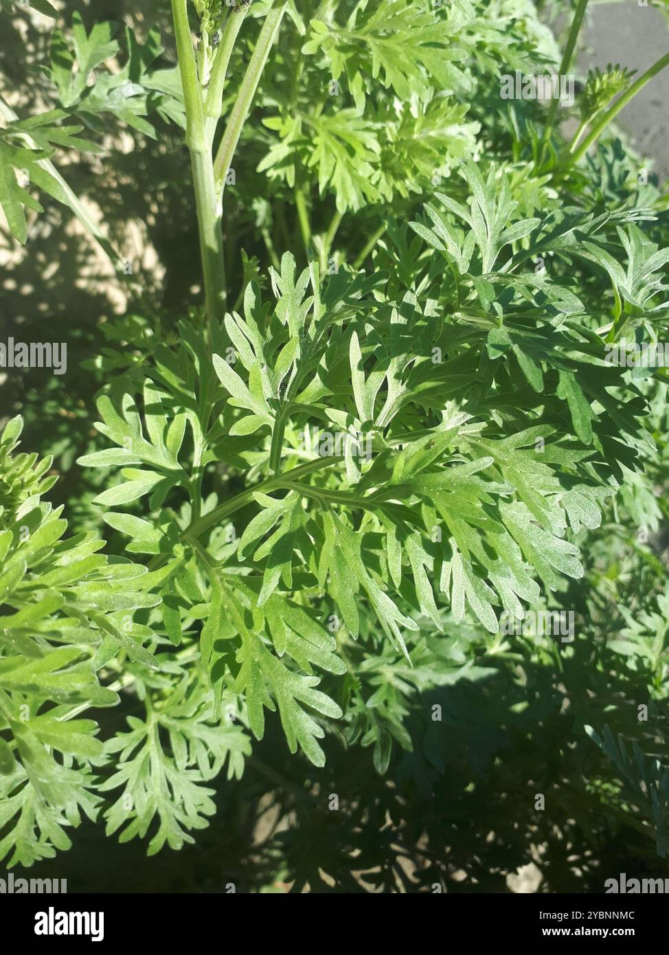 absinthe wormwood (Artemisia absinthium) Plantae Stock Photo - Alamy
