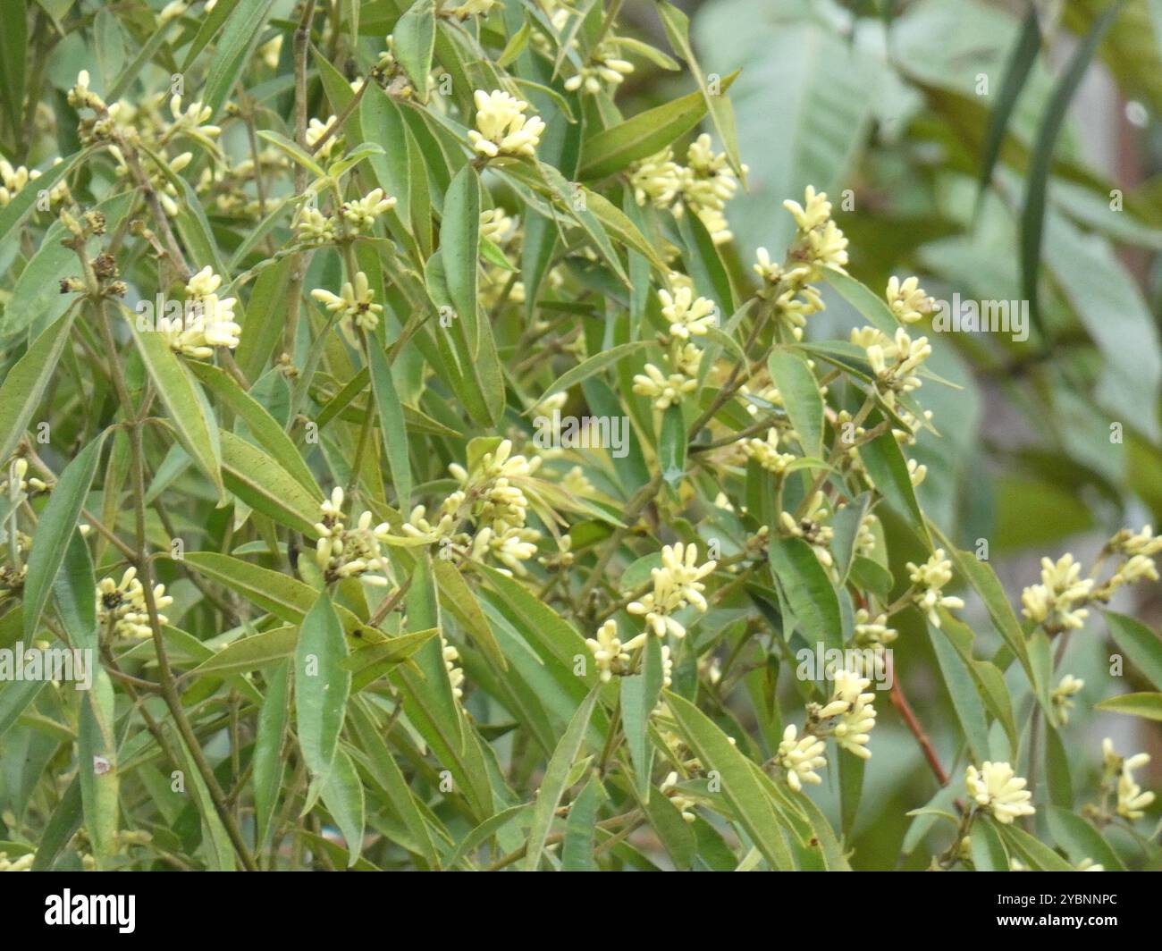 vascular plants (Tracheophyta) Plantae Stock Photo - Alamy