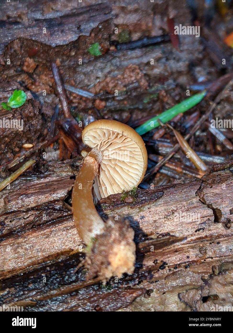 Funeral Bell (Galerina marginata) Fungi Stock Photo - Alamy