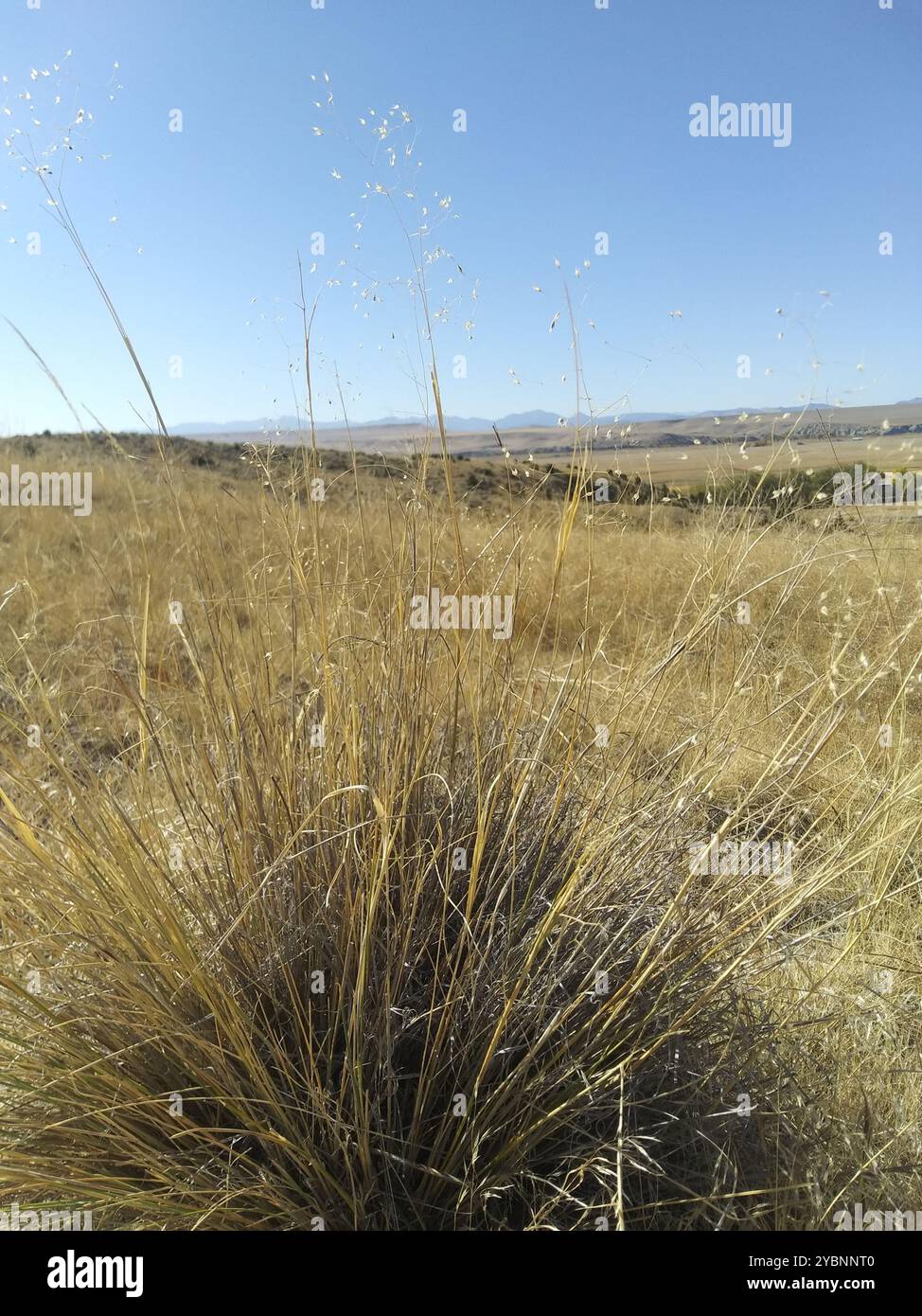 Sand Ricegrass (Eriocoma hymenoides) Plantae Stock Photo - Alamy