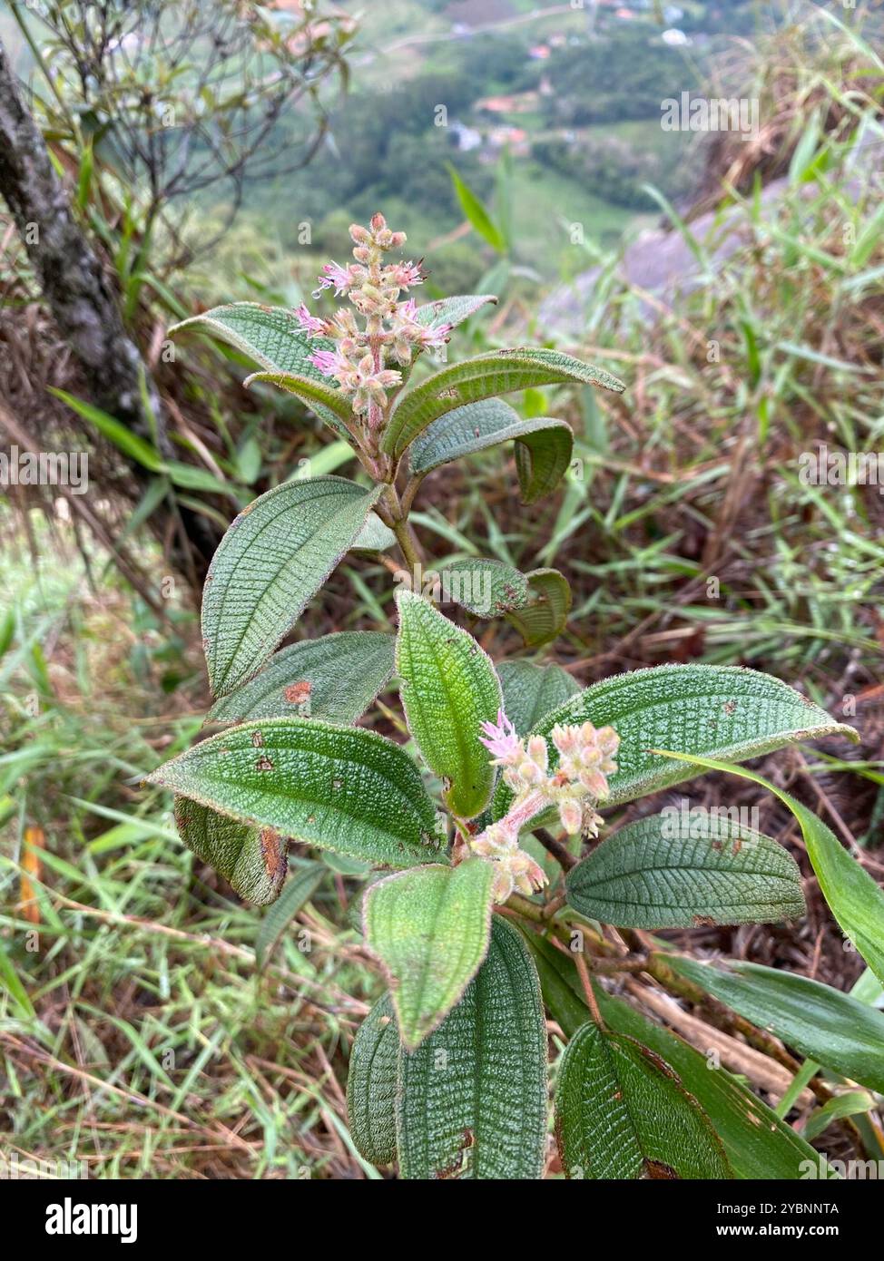 vascular plants (Tracheophyta) Plantae Stock Photo - Alamy