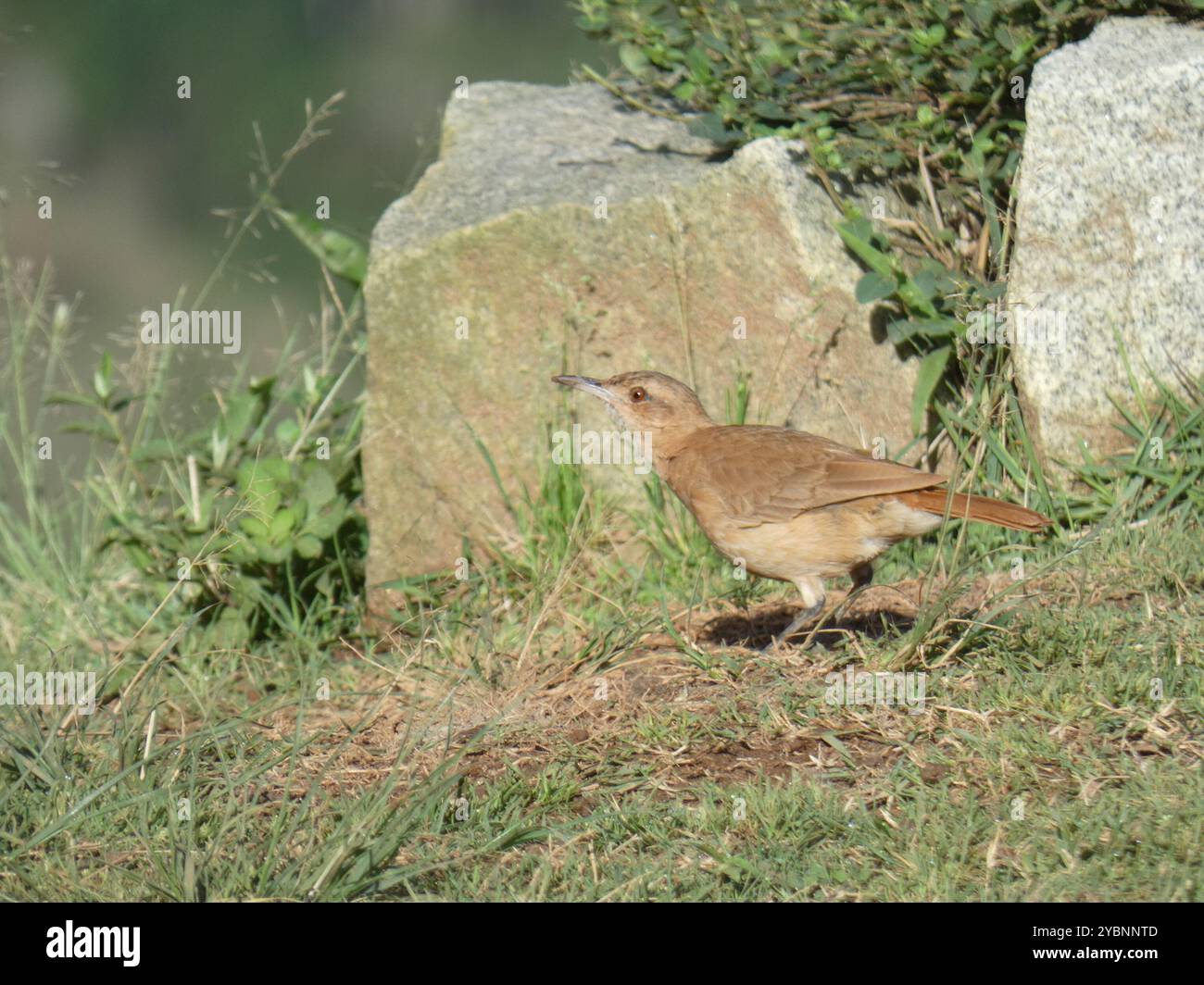 Rufous Hornero (Furnarius rufus) Aves Stock Photo - Alamy