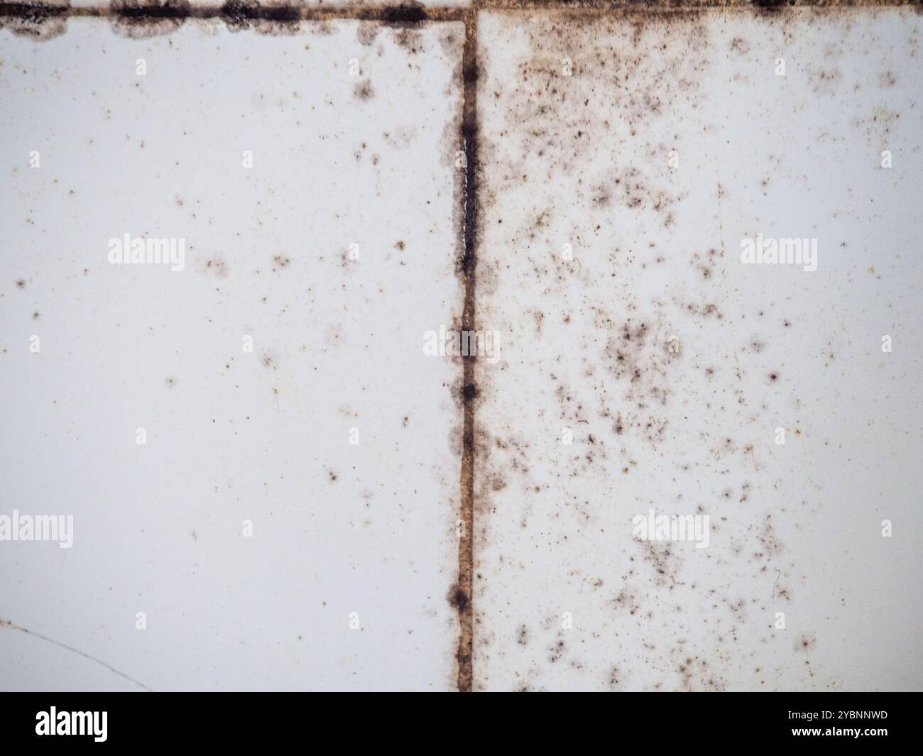 Black mold on white enamel. Mold spores. Surface contamination ...