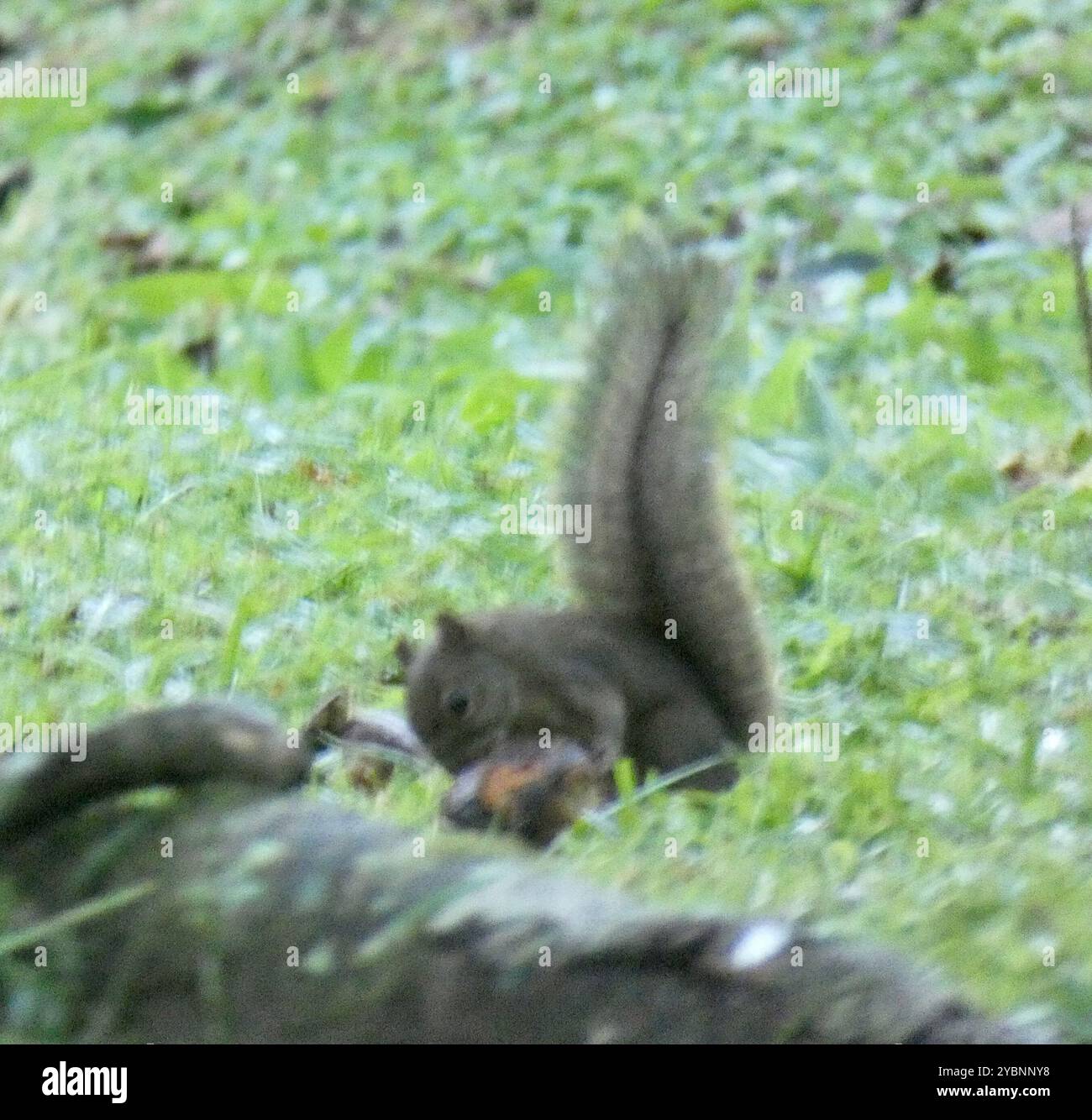 Brazilian Squirrel (Sciurus brasiliensis) Mammalia Stock Photo - Alamy
