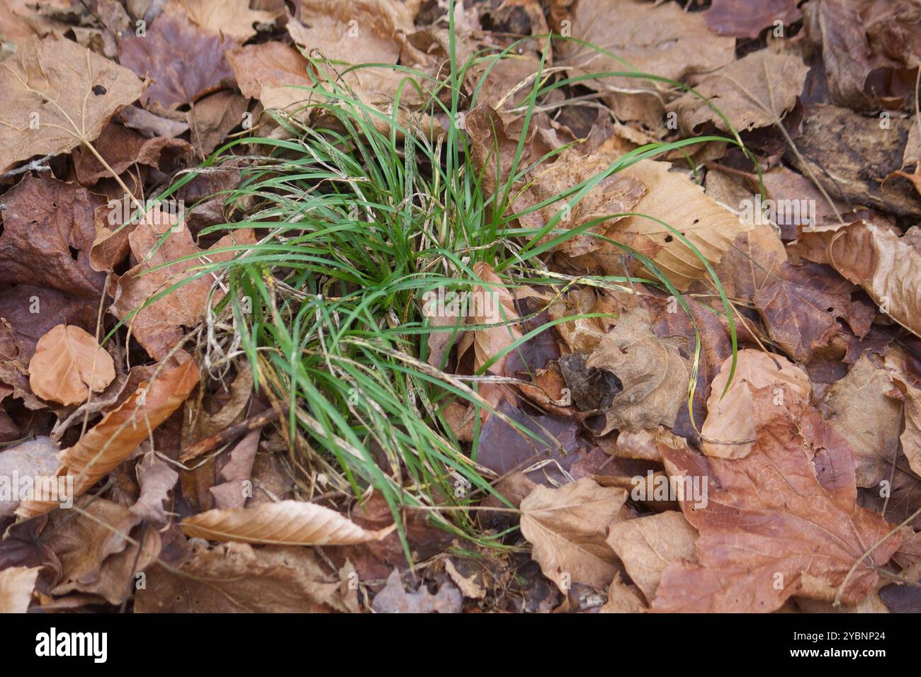 long-stalked sedge (Carex pedunculata) Plantae Stock Photo - Alamy