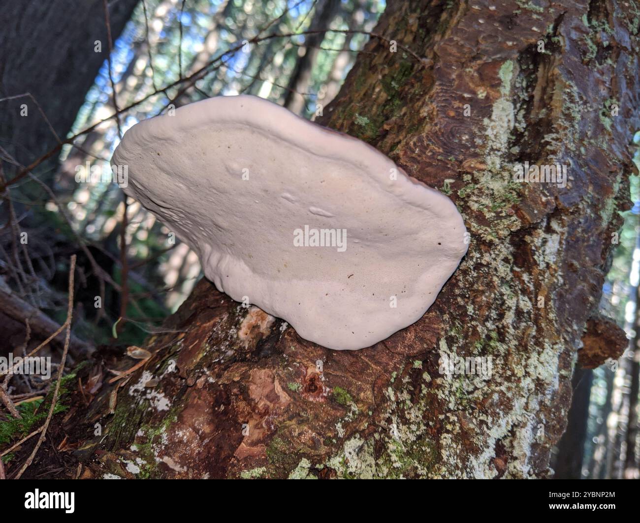 Northern red belt fungi hi-res stock photography and images - Alamy