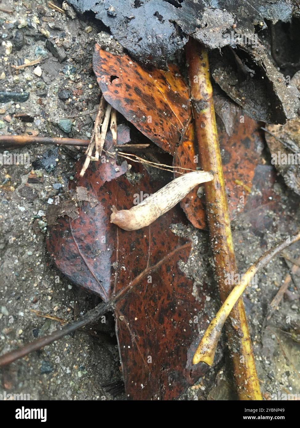 Milky Slug (Deroceras reticulatum) Mollusca Stock Photo - Alamy