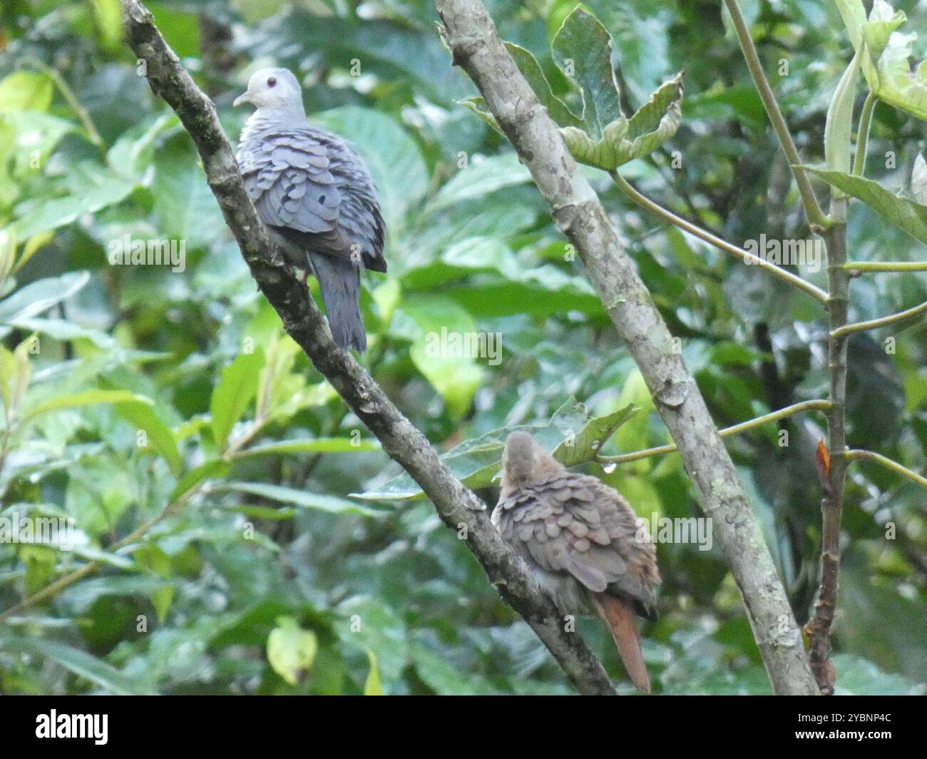 Claravis pretiosa hi-res stock photography and images - Alamy
