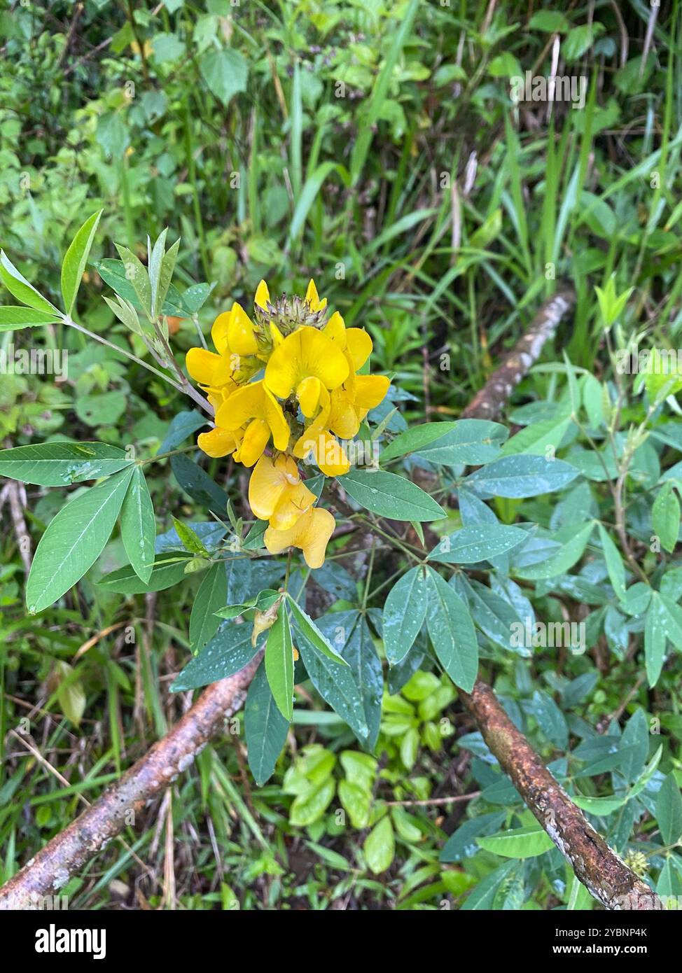 Caracas Rattlebox (Crotalaria micans) Plantae Stock Photo - Alamy