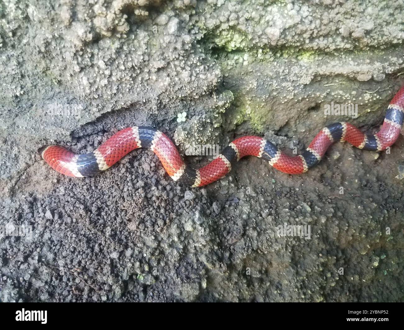 Central American Coralsnake (Micrurus nigrocinctus) Reptilia Stock ...