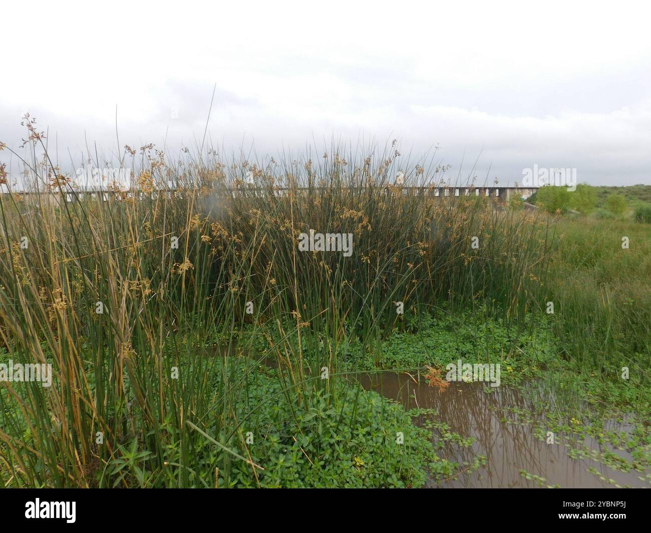 California bulrush (Schoenoplectus californicus) Plantae Stock Photo ...