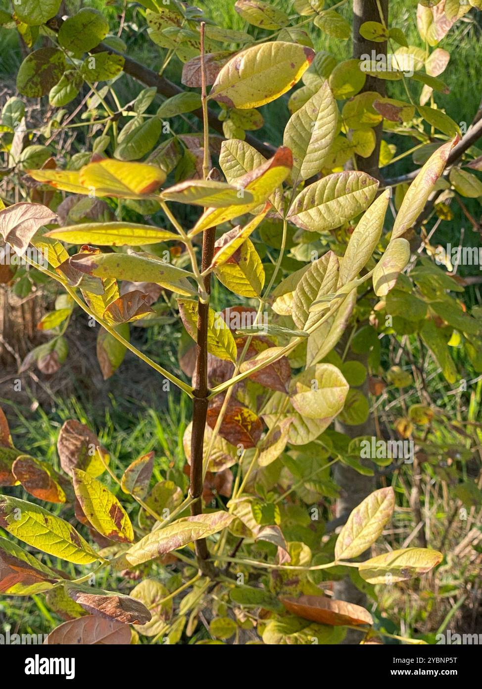 Oregon Ash (Fraxinus latifolia) Plantae Stock Photo - Alamy