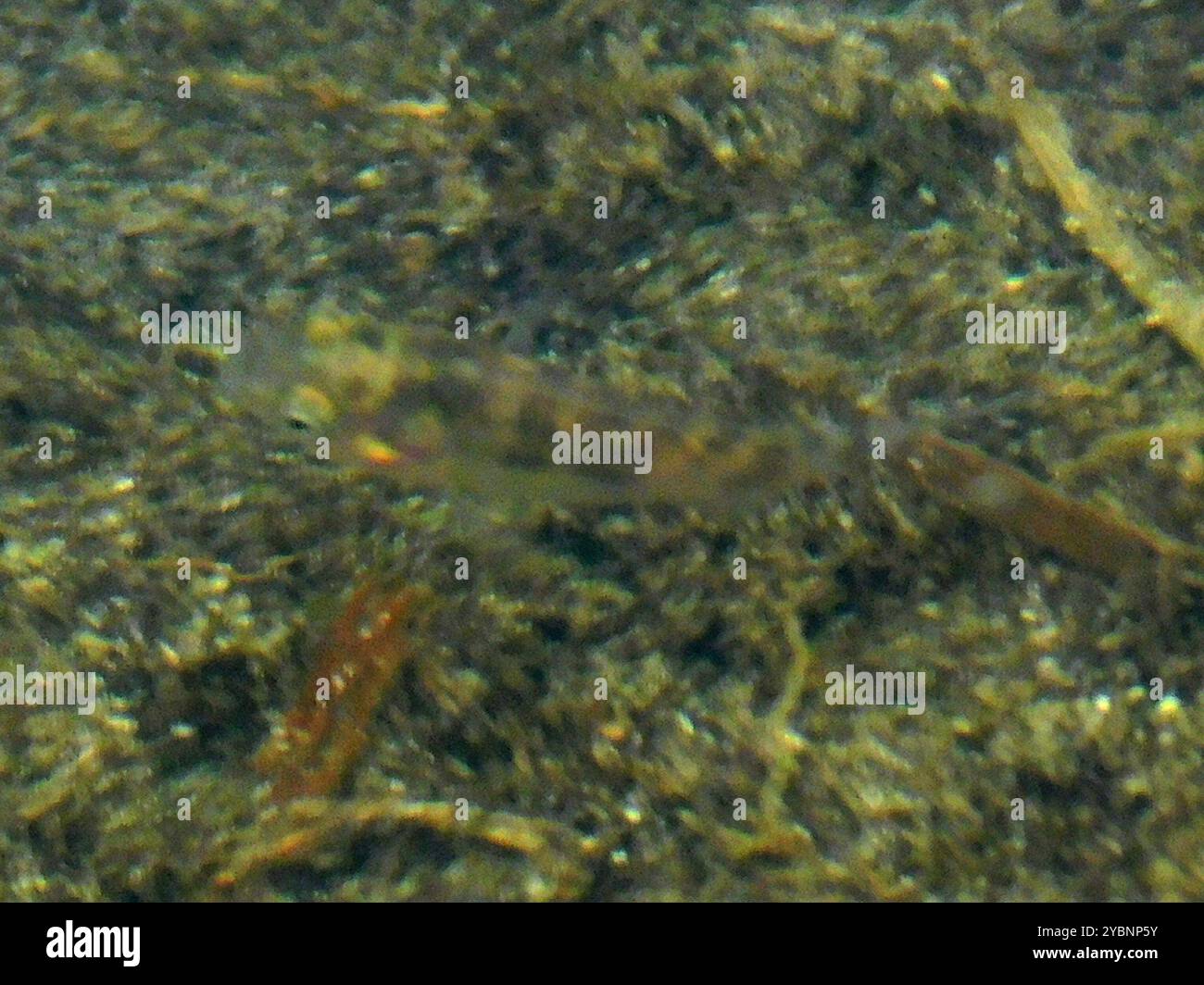 Ray-finned Fishes (Actinopterygii) Actinopterygii Stock Photo - Alamy