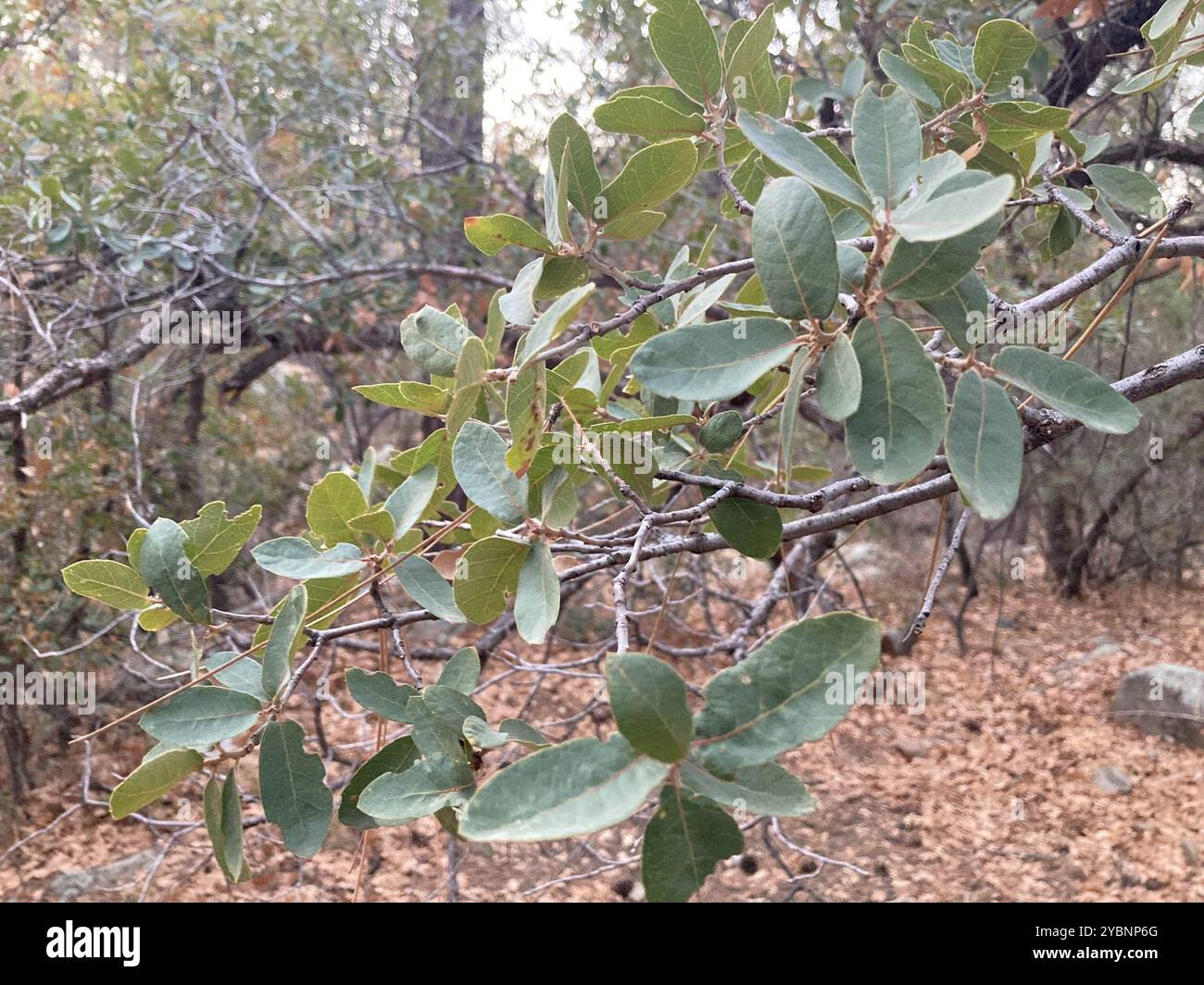 Arizona white oak (Quercus arizonica) Plantae Stock Photo - Alamy