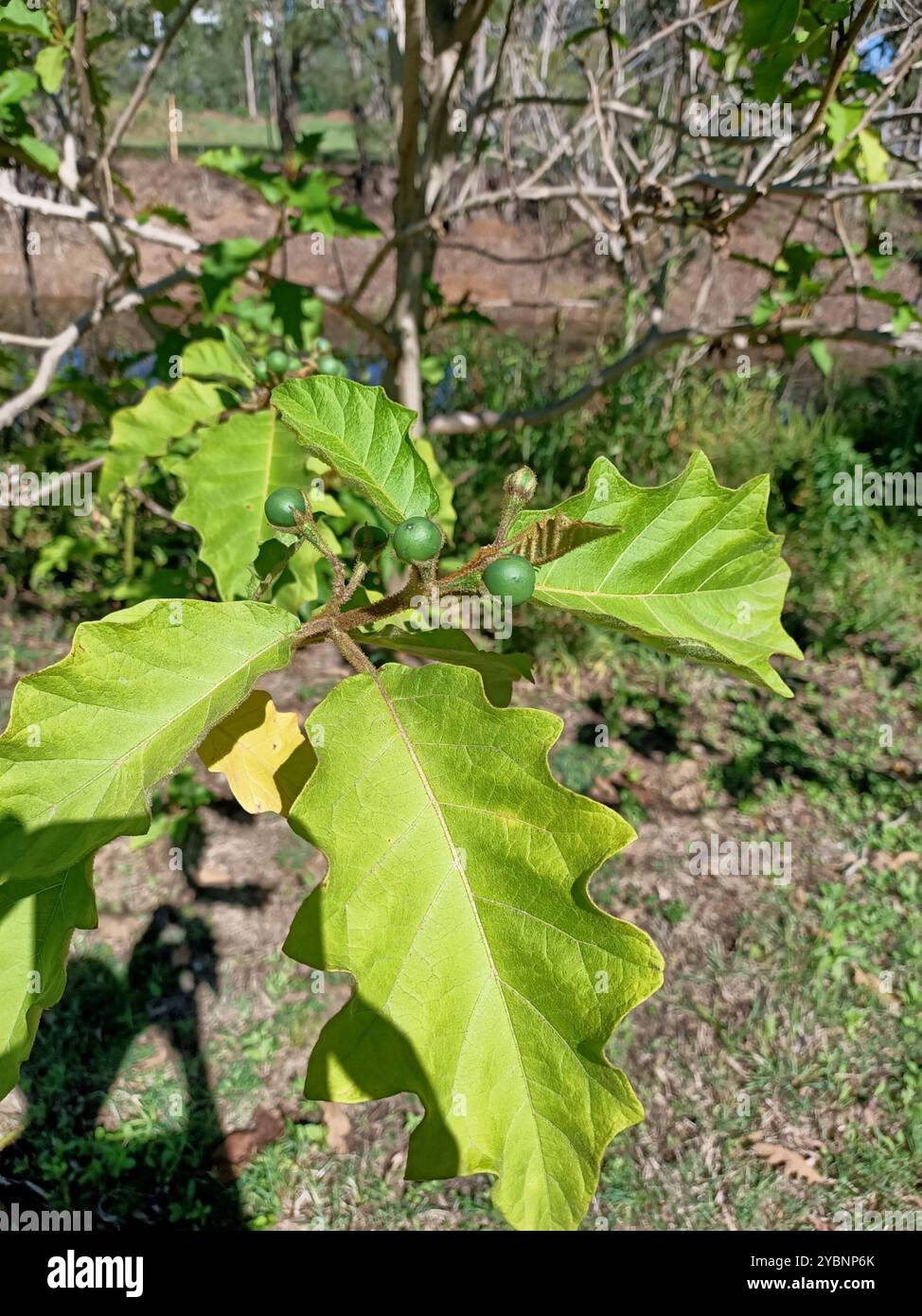 giant devil's-fig (Solanum chrysotrichum) Plantae Stock Photo - Alamy