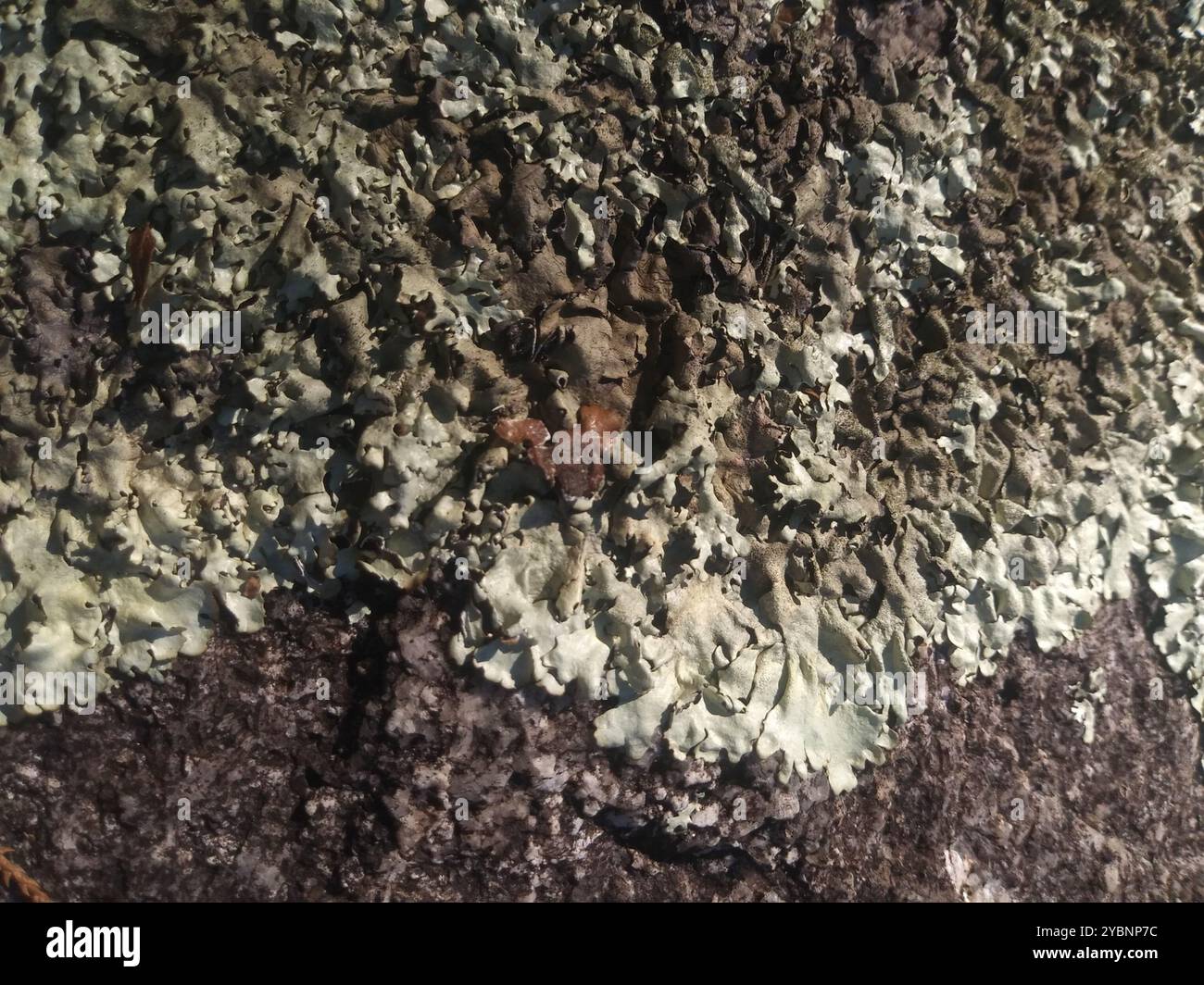 typical shield lichens (Parmelioideae) Fungi Stock Photo - Alamy