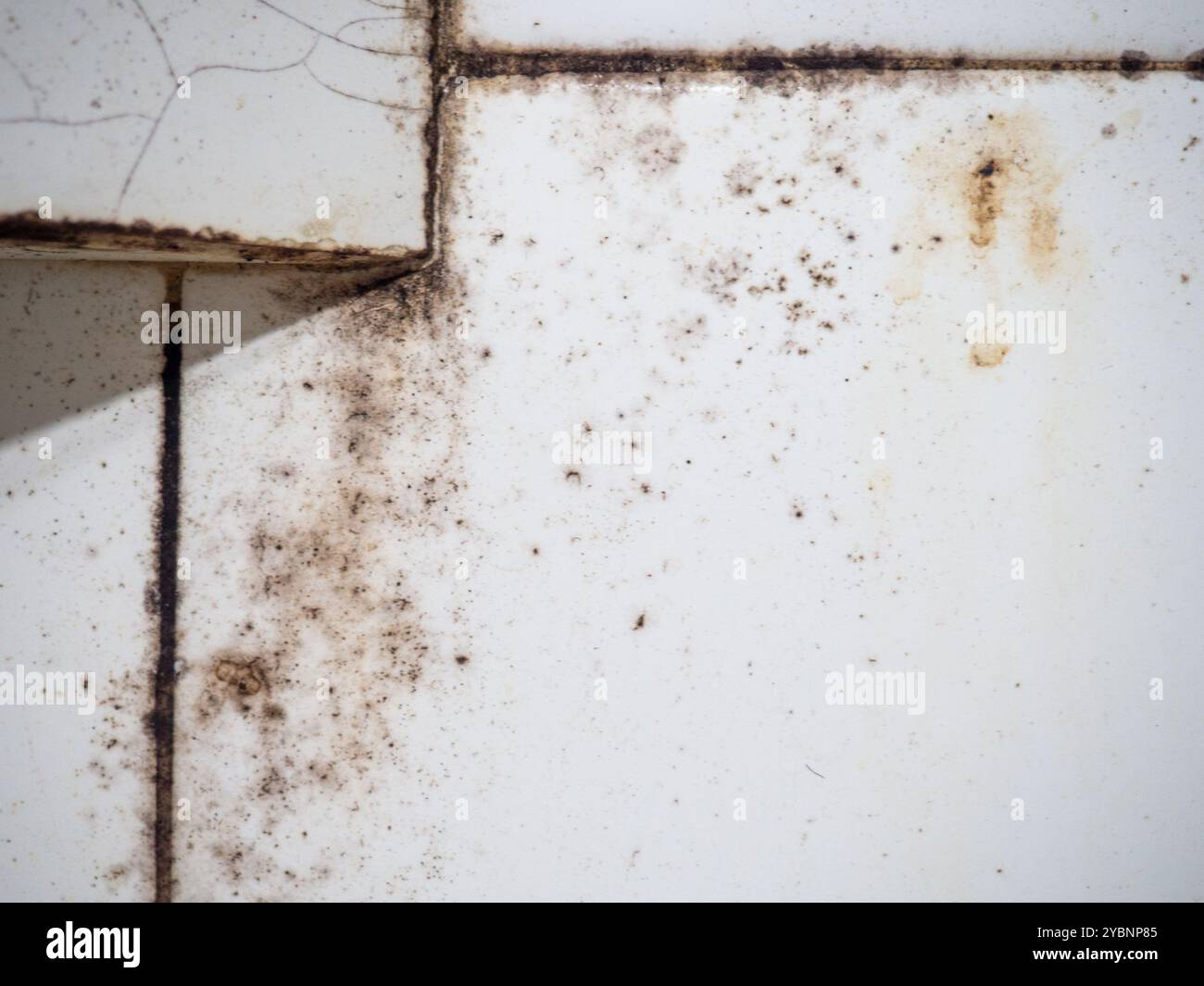 Black mold on white enamel. Mold spores. Surface contamination ...