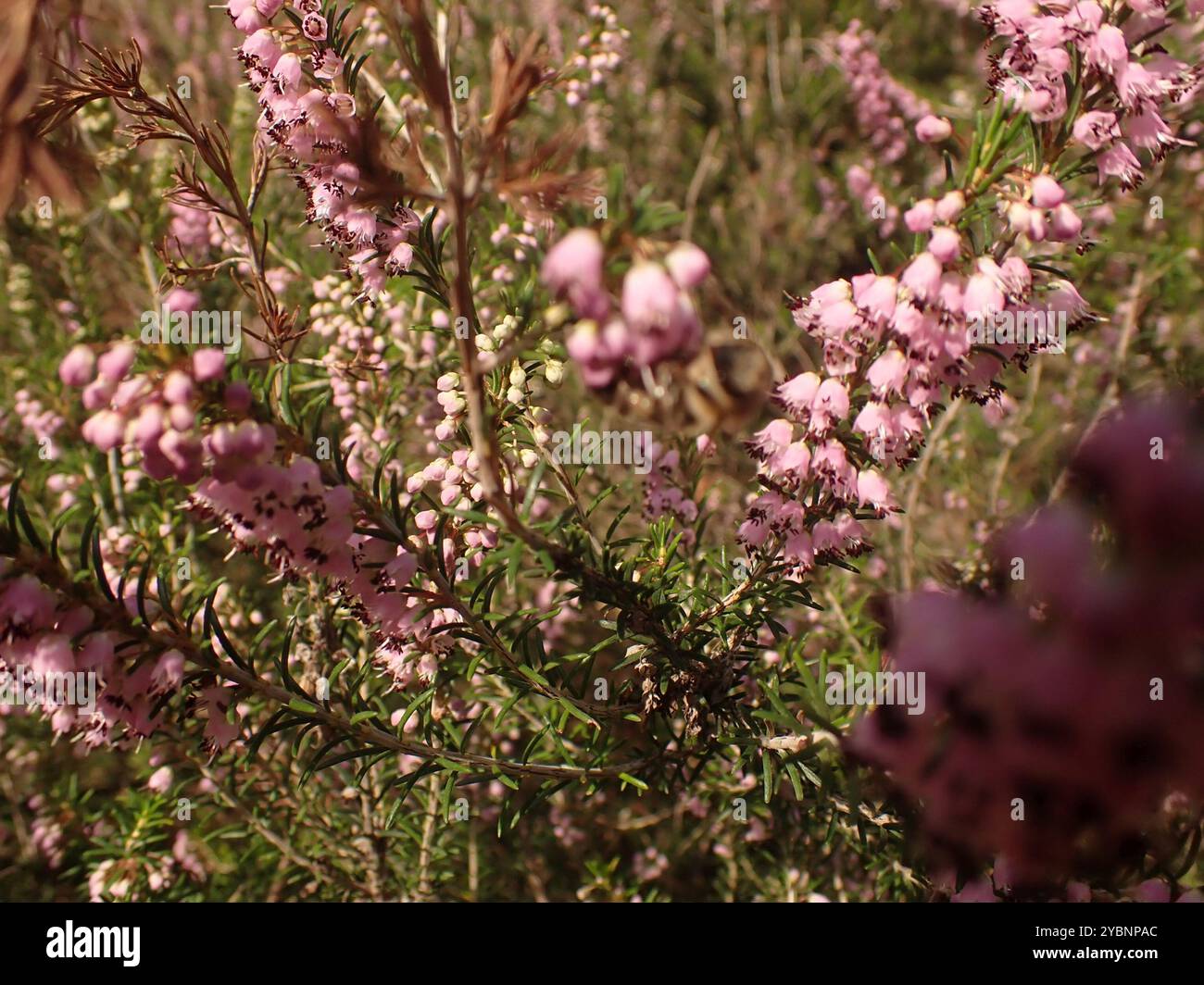 Autumn Heather (Erica manipuliflora) Plantae Stock Photo - Alamy