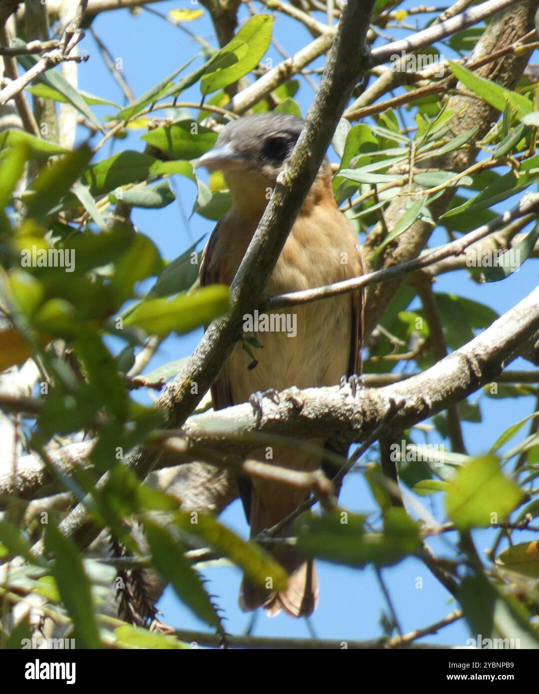 Crested becard hi-res stock photography and images - Alamy