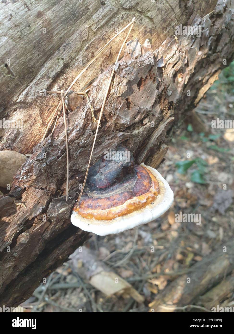Red-banded Polypore (Fomitopsis pinicola) Fungi Stock Photo - Alamy