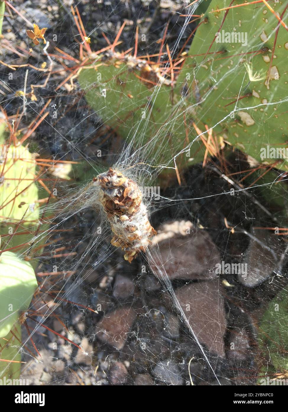 Desertshrub Spiders (Diguetia) Arachnida Stock Photo - Alamy
