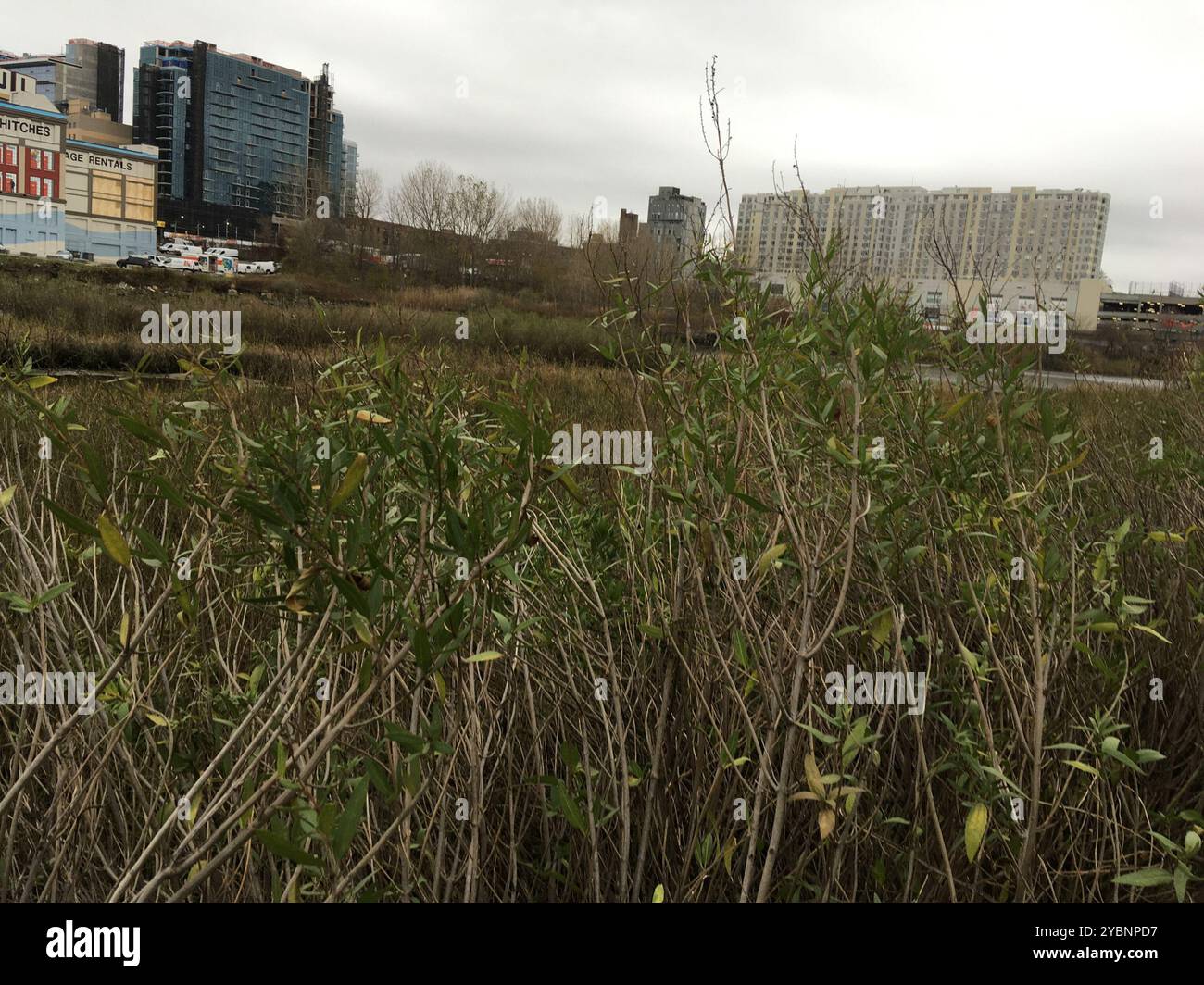 marsh elder (Iva frutescens) Plantae Stock Photo - Alamy