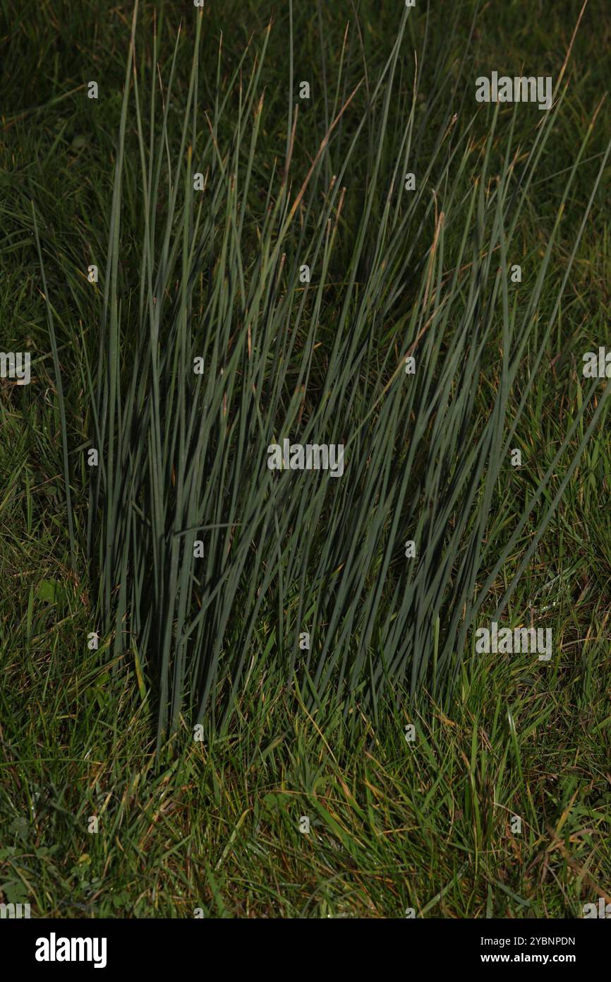 Hard Rush (Juncus inflexus) Plantae Stock Photo - Alamy
