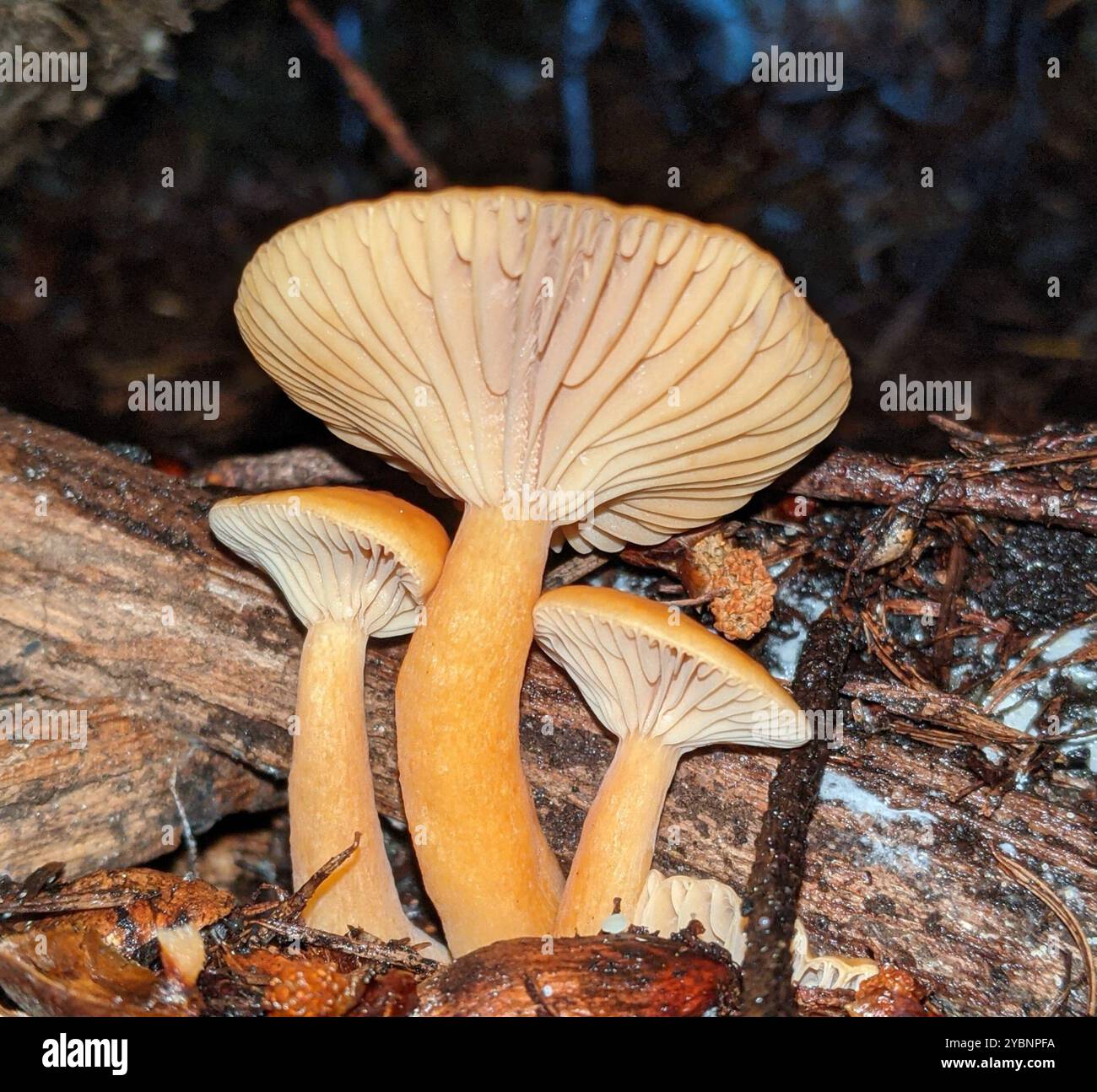 Common Milkcaps (Lactarius) Fungi Stock Photo - Alamy