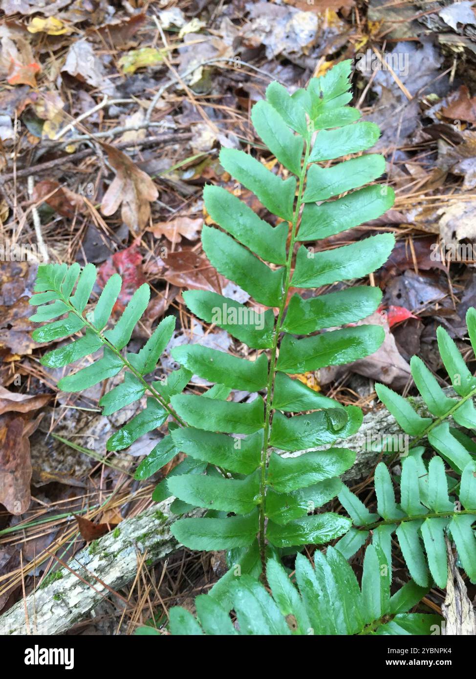 Christmas fern (Polystichum acrostichoides) Plantae Stock Photo - Alamy
