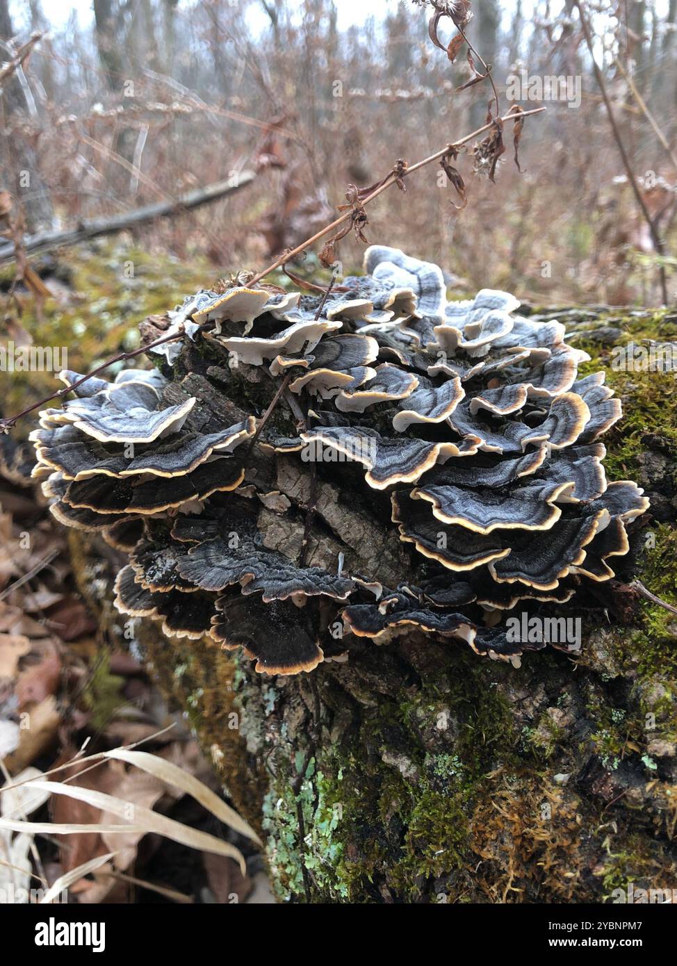 turkey-tail (Trametes versicolor) Fungi Stock Photo - Alamy