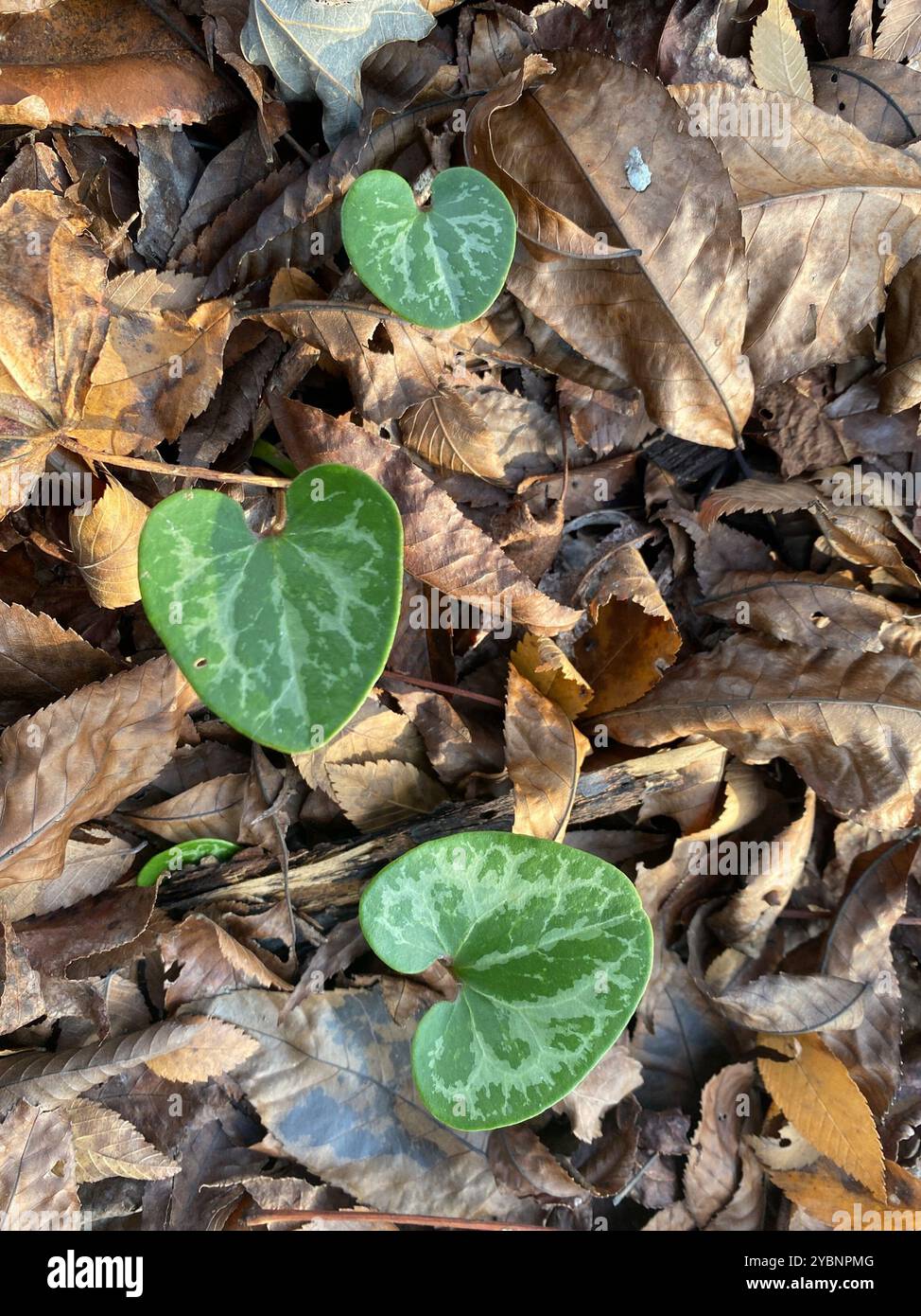 Variableleaf Heartleaf (Asarum lewisii) Plantae Stock Photo - Alamy