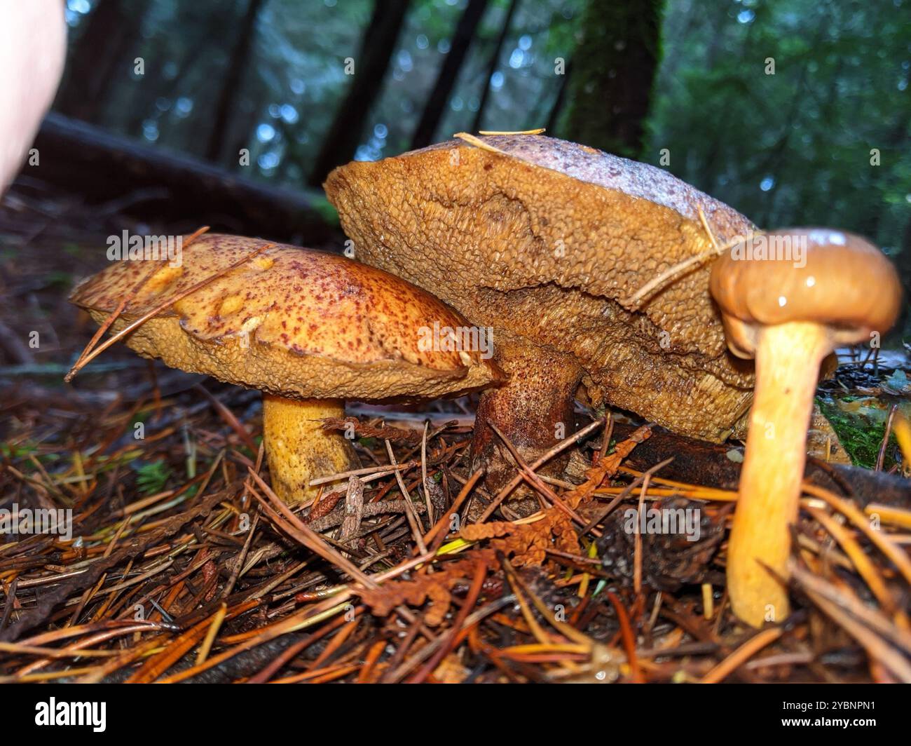 Blue-staining Slippery Jack (Suillus tomentosus) Fungi Stock Photo - Alamy