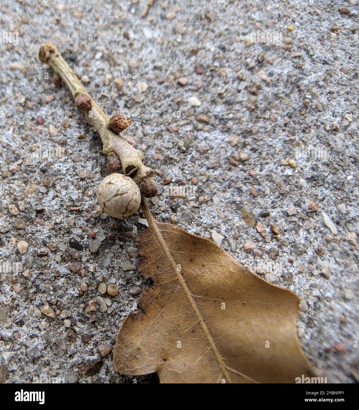 Gall-like Scales (Kermesidae) Insecta Stock Photo - Alamy