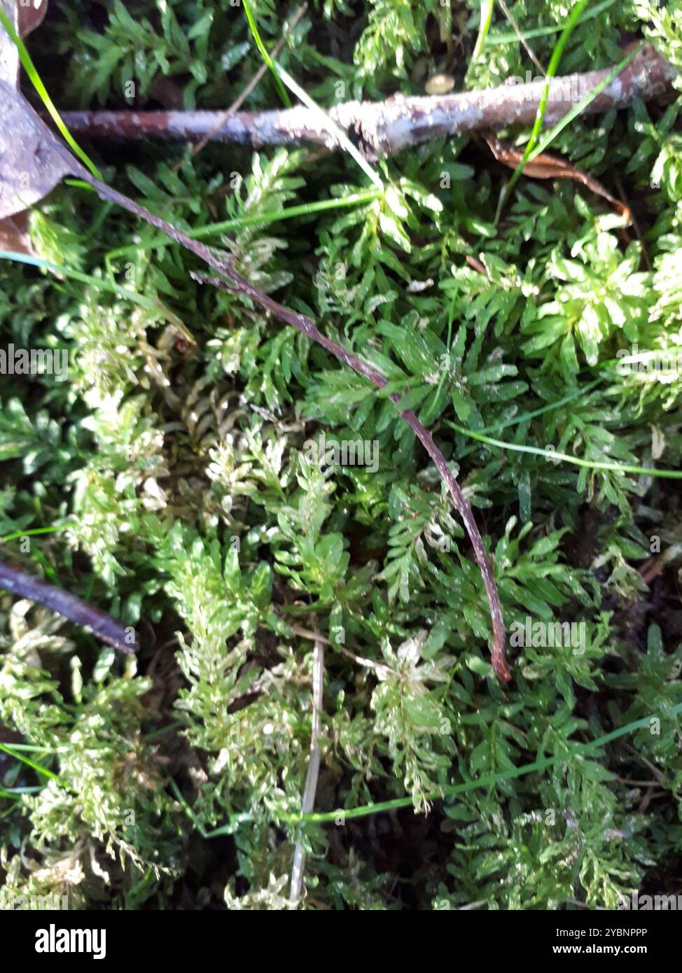 Palm-tree Moss (Plagiomnium undulatum) Plantae Stock Photo - Alamy