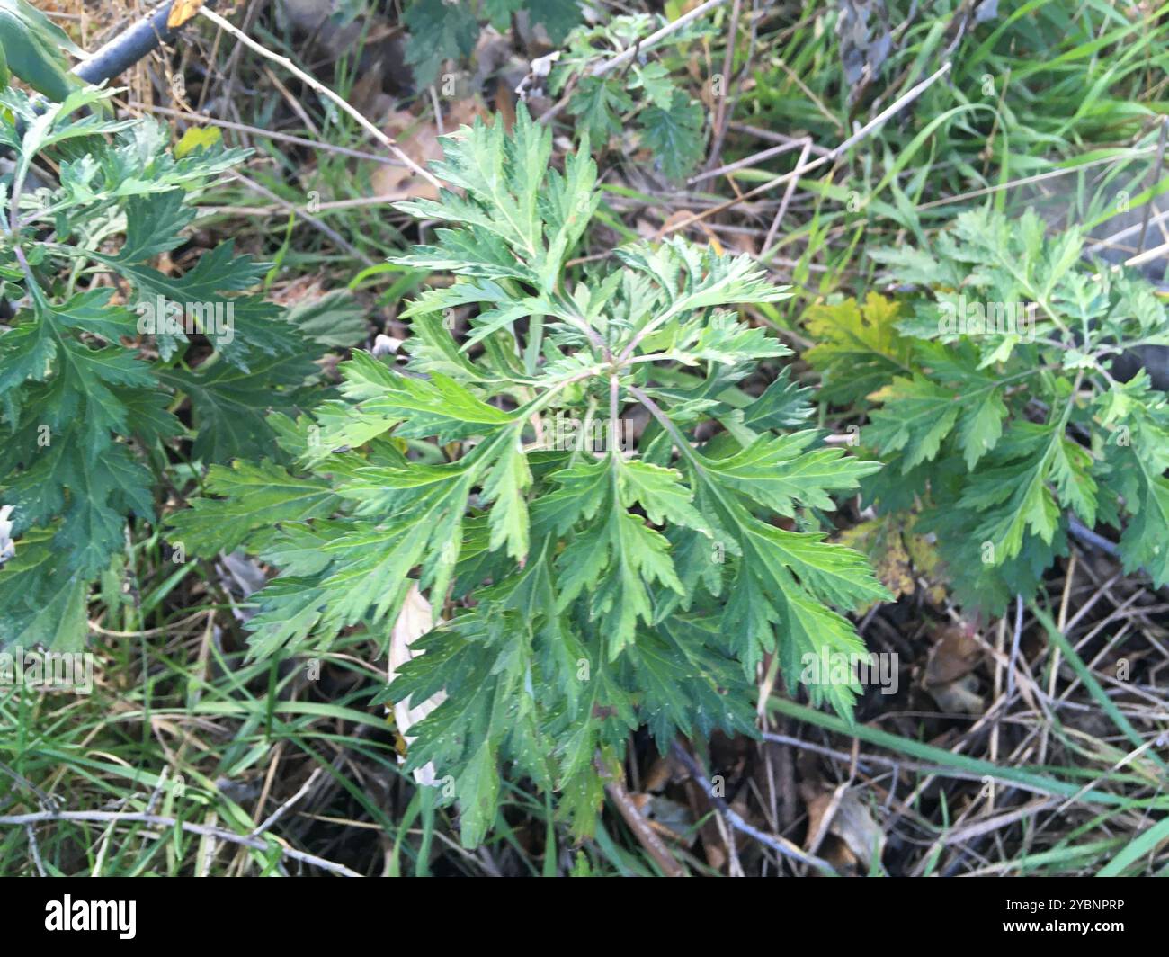 common mugwort (Artemisia vulgaris) Plantae Stock Photo - Alamy