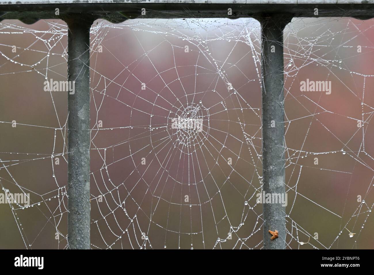 Spiders web or cobweb on metal railing with dew England October Stock ...