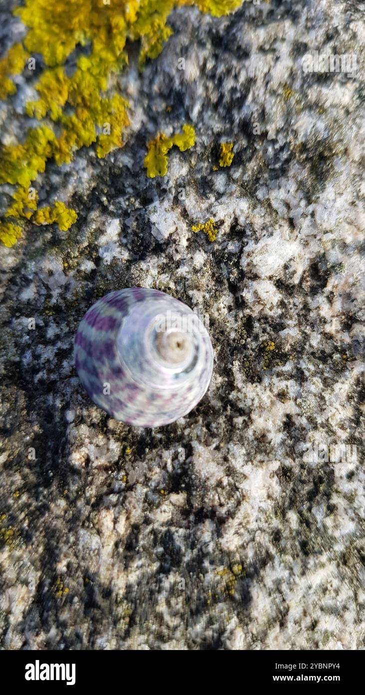 Purple Topshell (Steromphala umbilicalis) Mollusca Stock Photo - Alamy