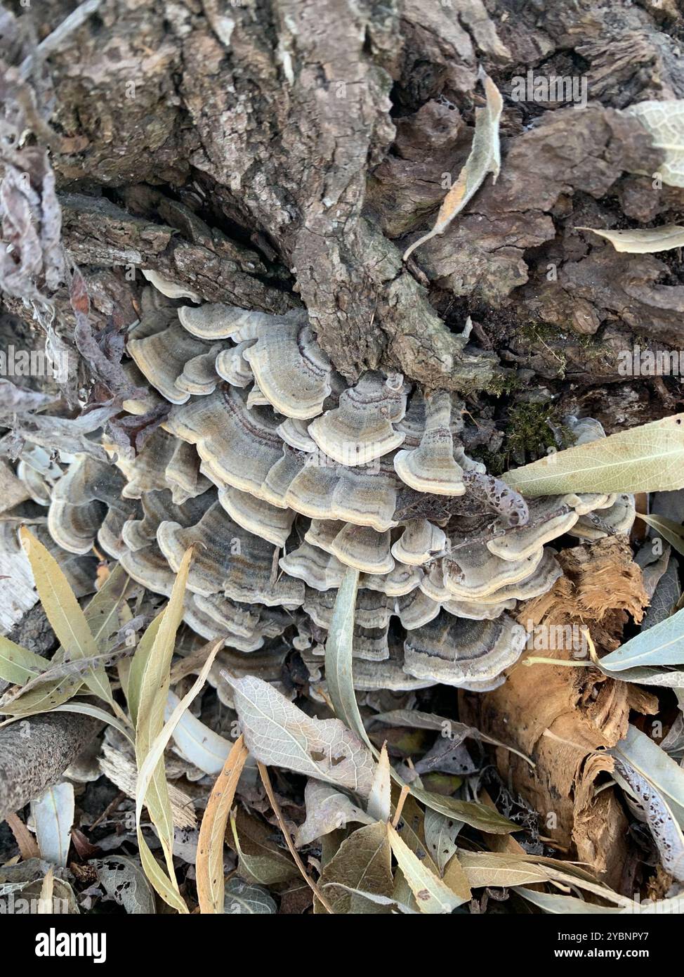 turkey-tail (Trametes versicolor) Fungi Stock Photo - Alamy