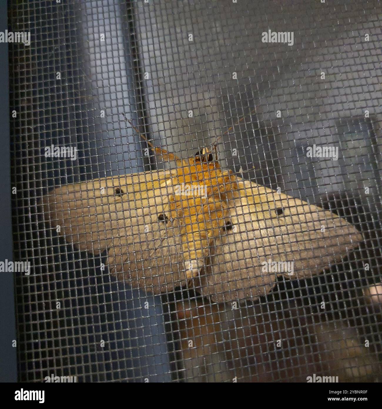 Southern Moon Moth (Dasypodia selenophora) Insecta Stock Photo - Alamy