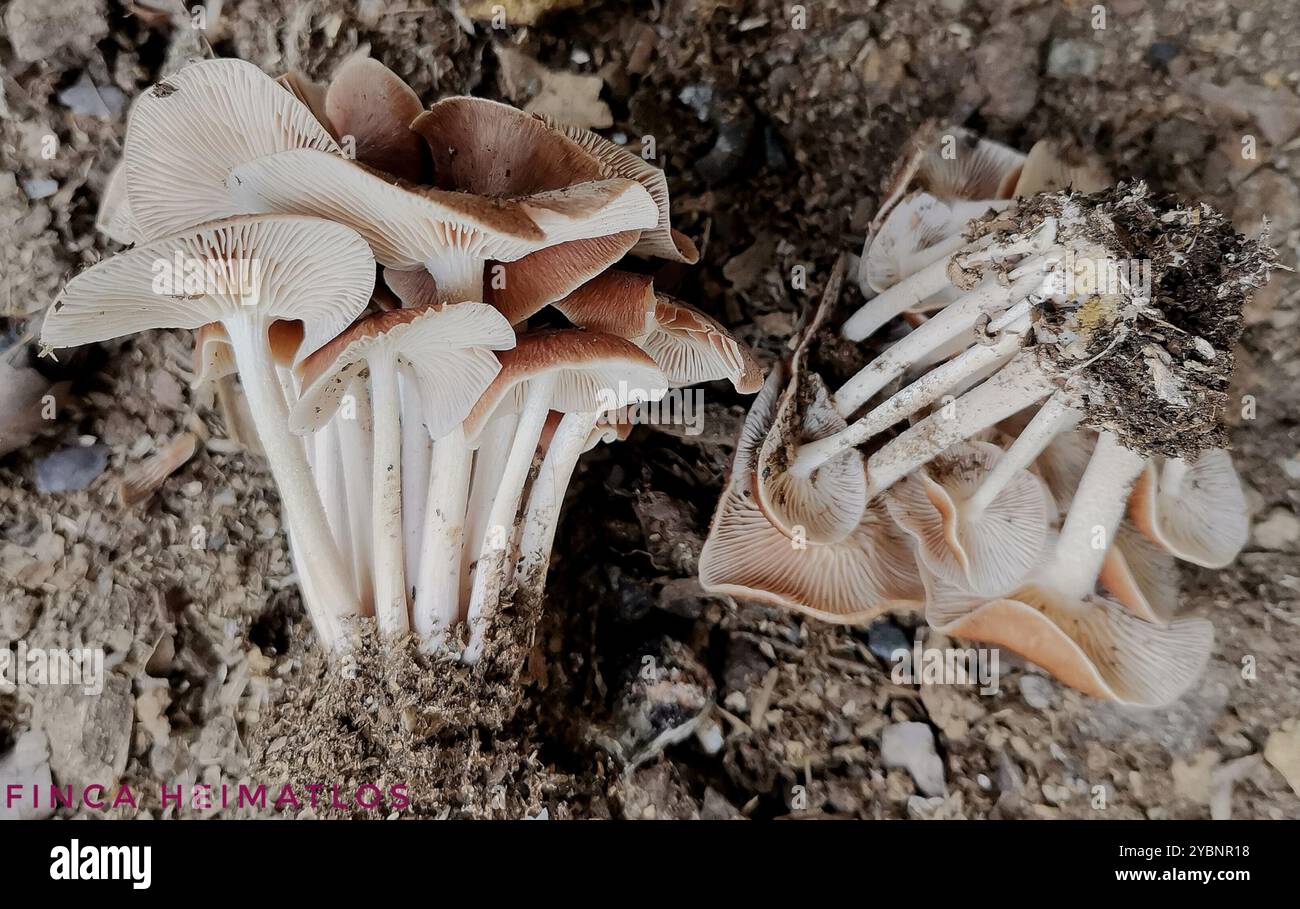 (Collybiopsis gibbosa) Fungi Stock Photo - Alamy