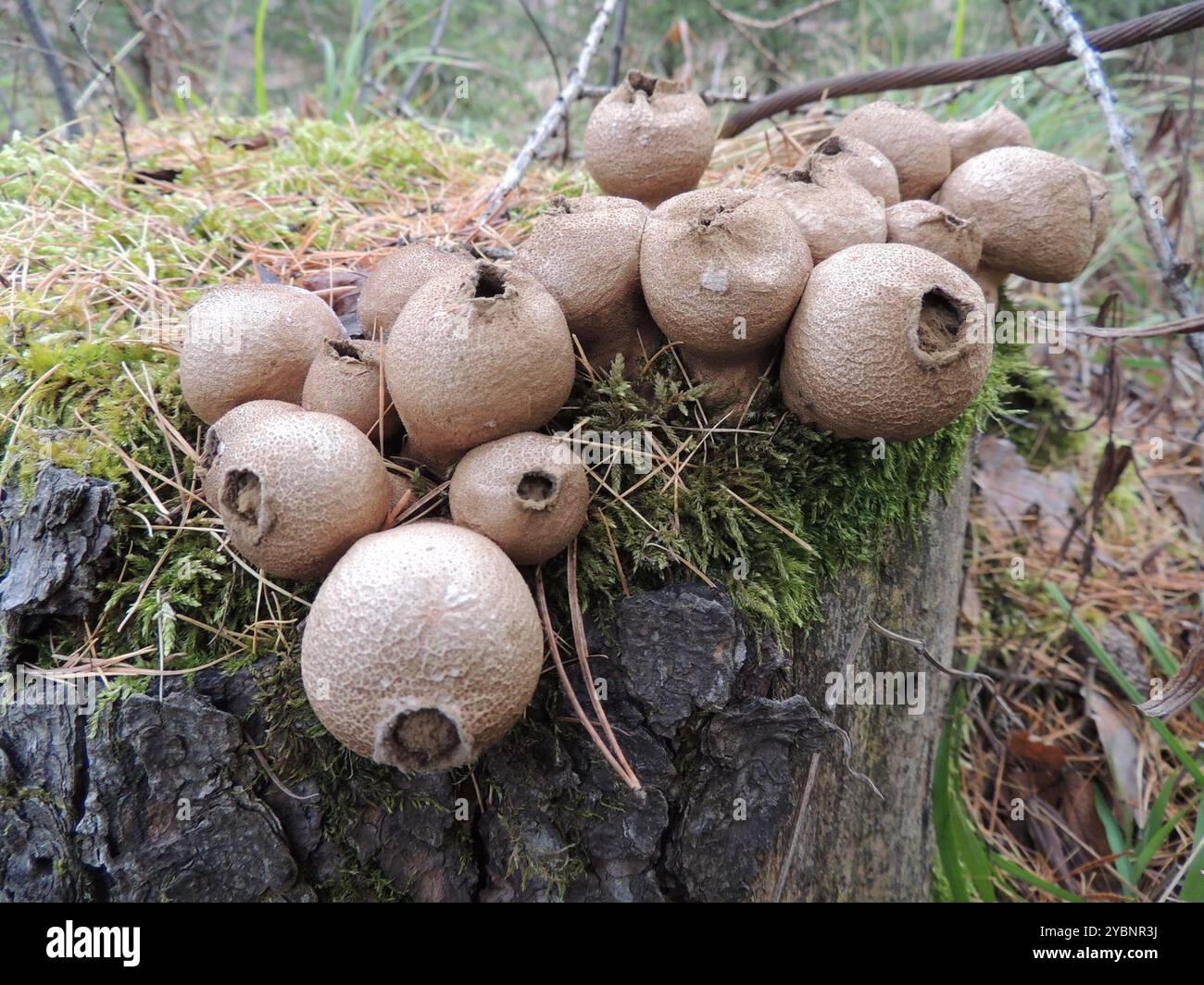 Pear-shaped Puffball (Apioperdon pyriforme) Fungi Stock Photo - Alamy