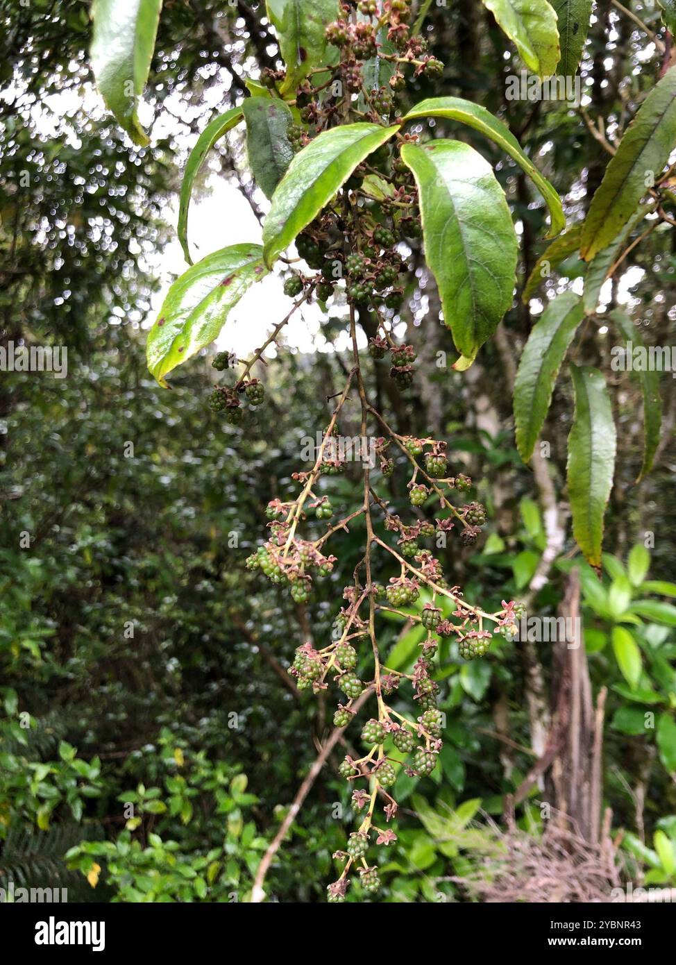 Bush lawyer (Rubus cissoides) Plantae Stock Photo - Alamy