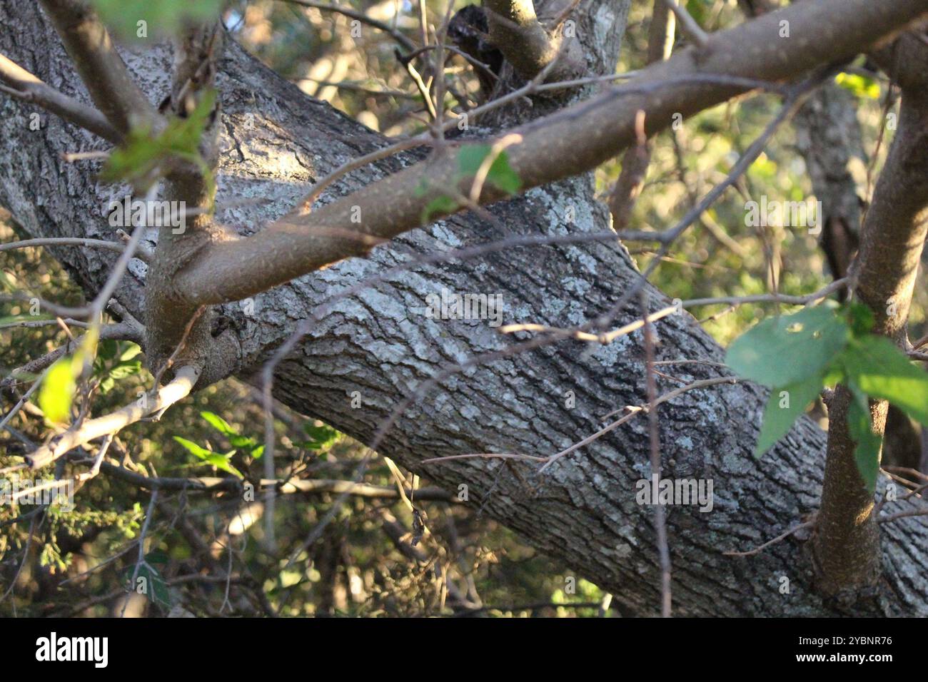 Texas mulberry (Morus microphylla) Plantae Stock Photo - Alamy