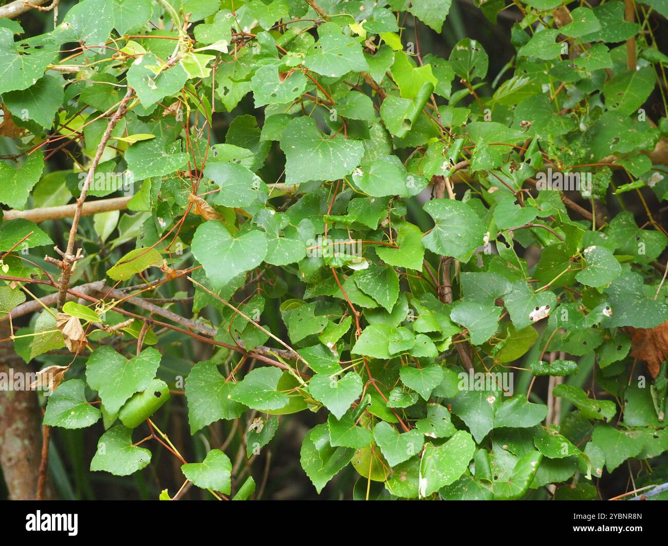 grape family (Vitaceae) Plantae Stock Photo - Alamy