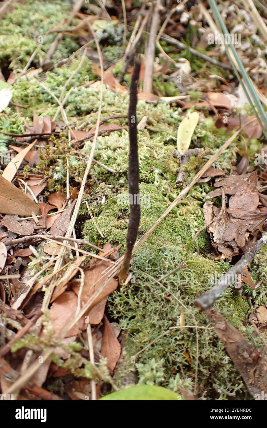 Vegetable caterpillar (Ophiocordyceps robertsii) Fungi Stock Photo - Alamy